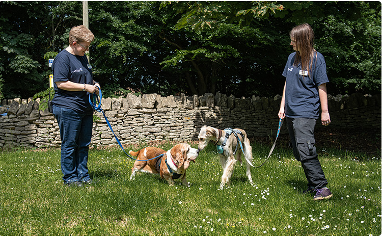 Meeting existing pets Bath Cats Dogs Home